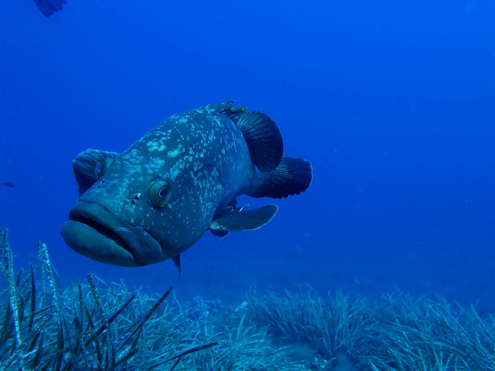 Dive Center on Mallorca - Diving and Adventure / Aquasub
