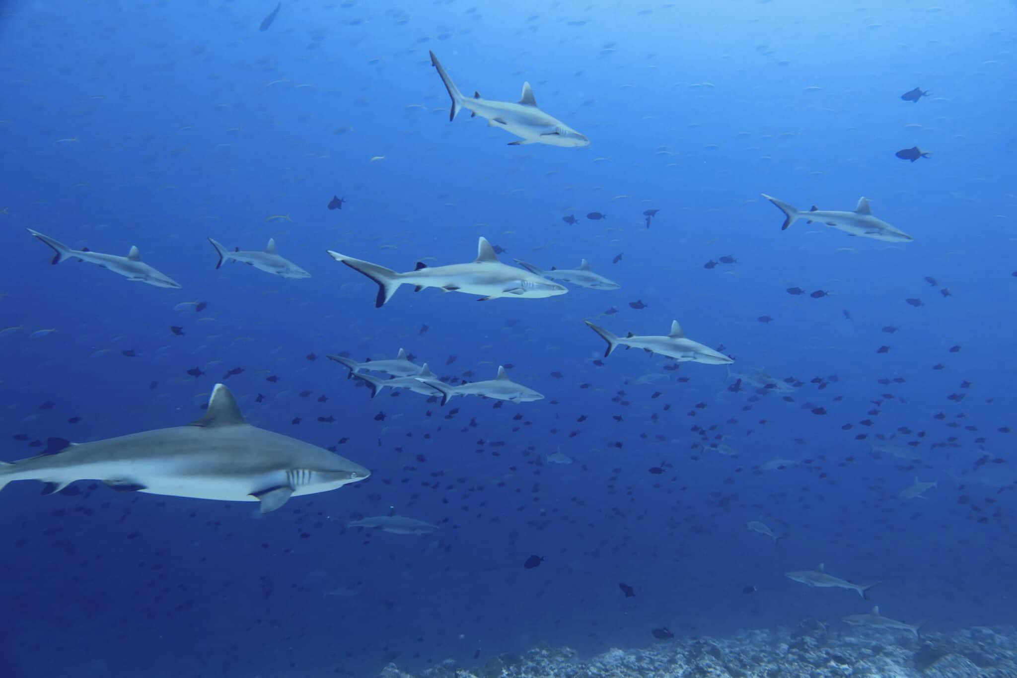 Buceo Maldivas - Diving and Adventure ES